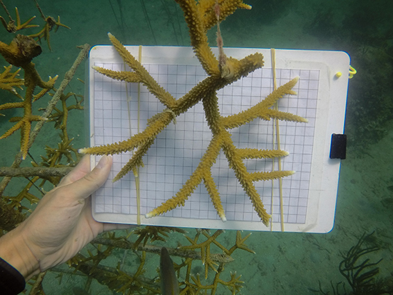 Corals : fragment collections - Cáyoli